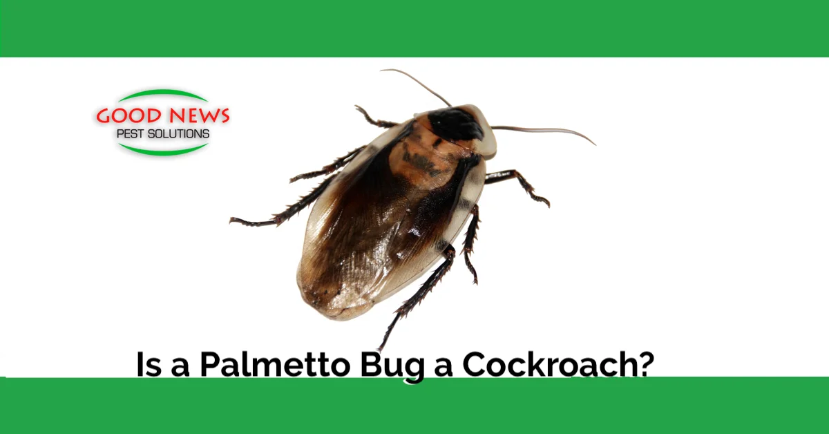 Is a Palmetto Bug a Cockroach?