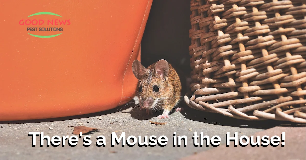 There's a Mouse in the House!