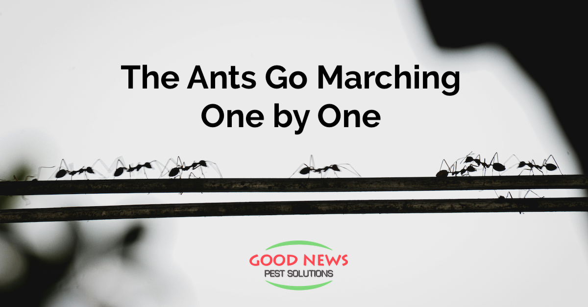 The Ants Go Marching One by One