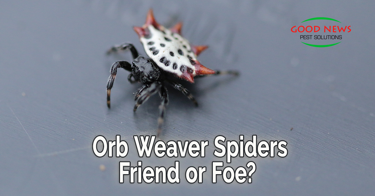 Crab Spider Florida Poisonous