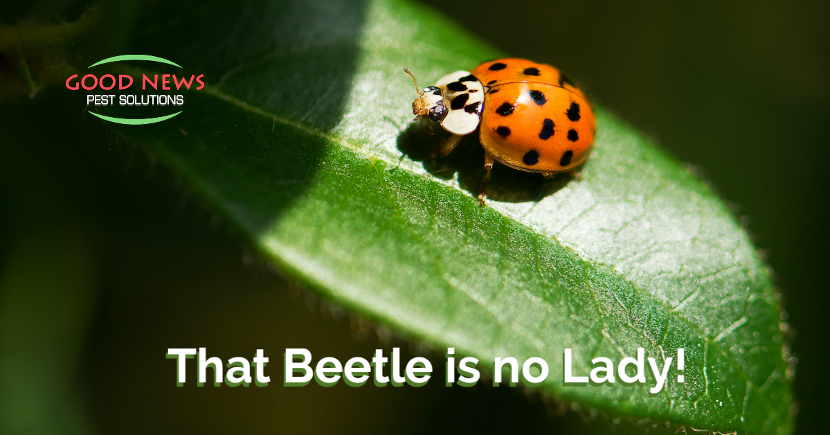 That Beetle Is No Lady!