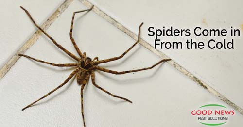Spiders Coming in From the Cold
