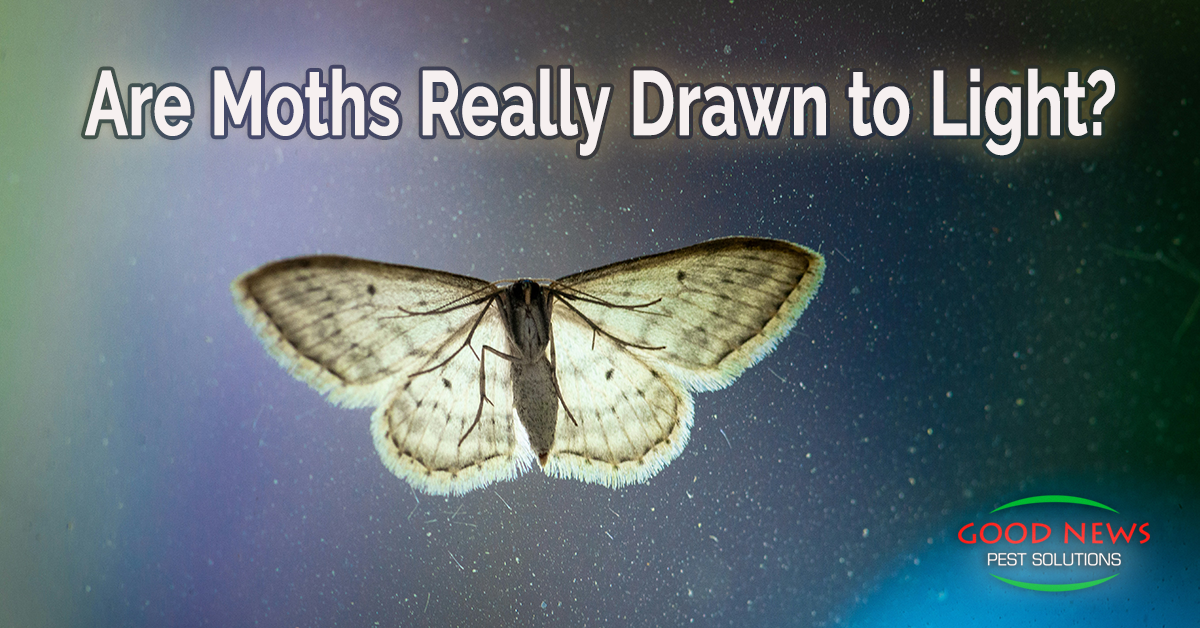 Are Moths Really Drawn to Light? - Pest Control in Venice, FL | Good News Pest Solutions