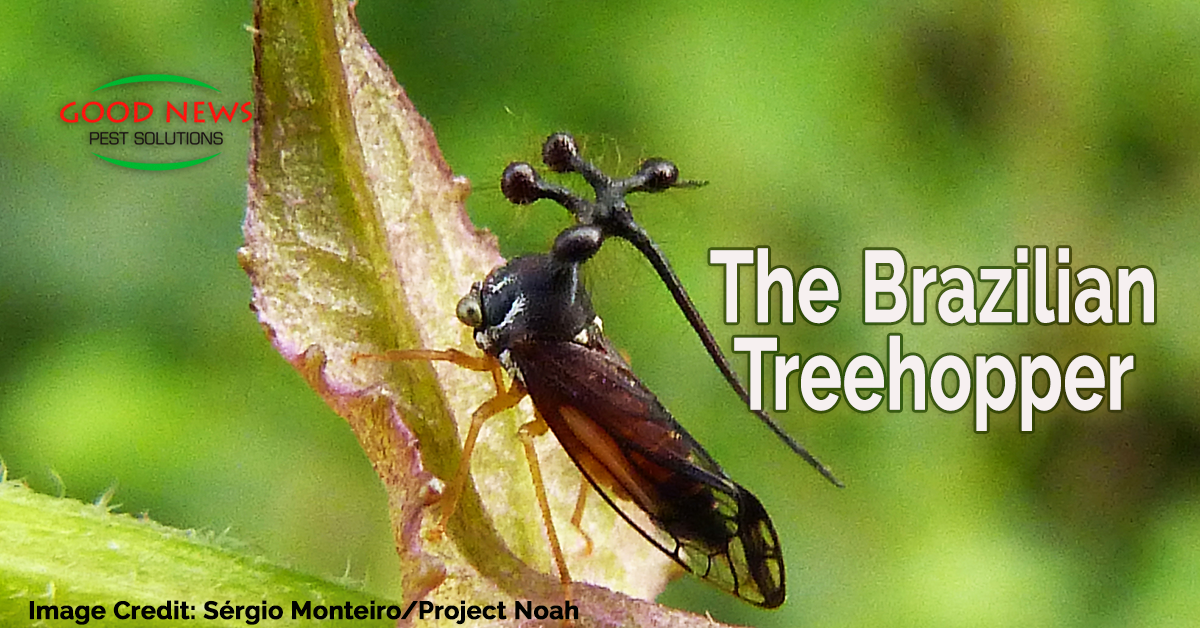 The Brazilian Treehopper - Pest Control in Venice, FL | Good News Pest ...