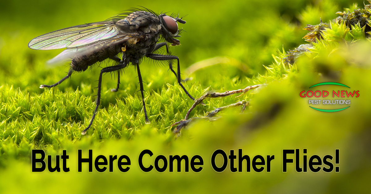 But Here Come Other Flies! - Pest Control in Venice, FL | Good News ...