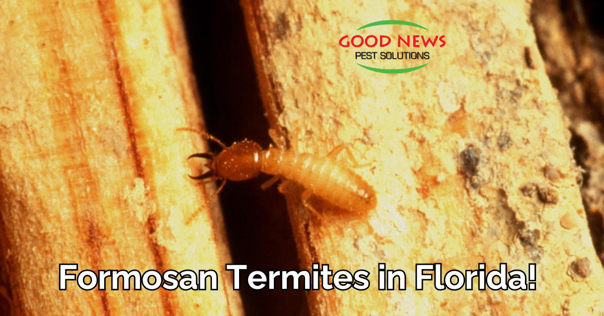 Formosan Termites in Florida! - Pest Control in Venice, FL | Good News ...