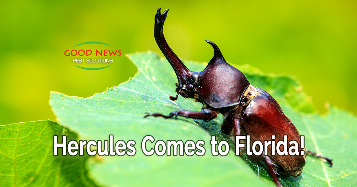 Hercules Comes to Florida! - Pest Control in Venice, FL | Good News ...