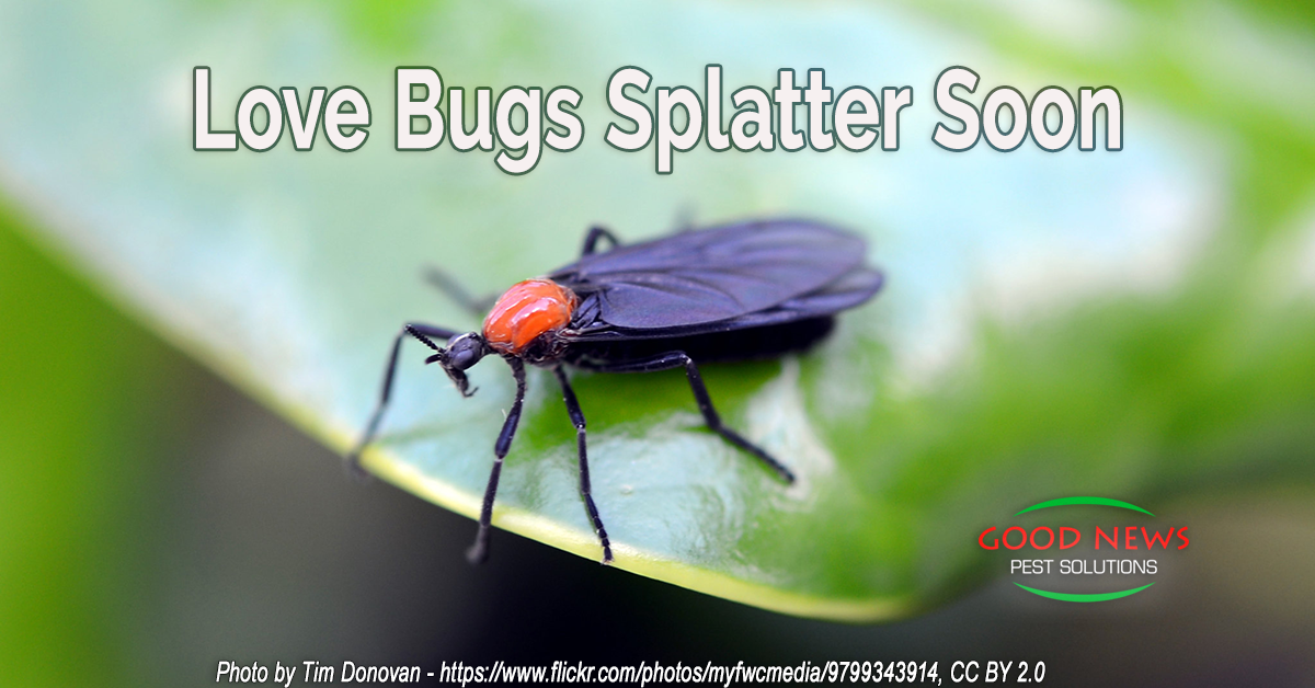 Love Bugs Splatter Soon - Pest Control in Venice, FL | Good News Pest ...