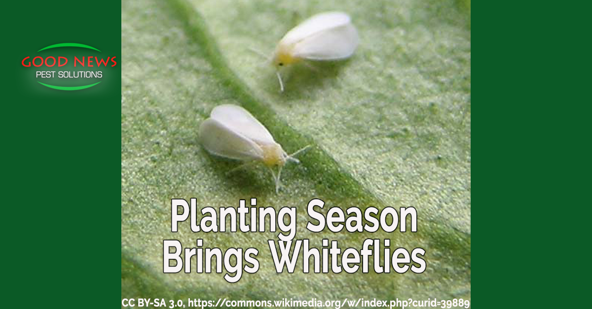 Planting Season brings Whiteflies - Pest Control in Venice, FL | Good News Pest Solutions