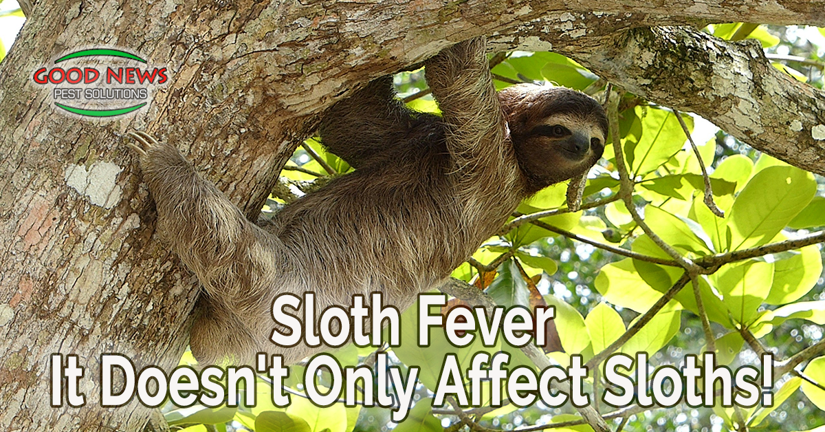 Sloth Fever - It Doesn't Only Affect Sloths! - Pest Control in Venice ...
