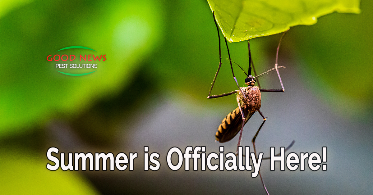 Summer is Officially Here! - Pest Control in Venice, FL | Good News ...
