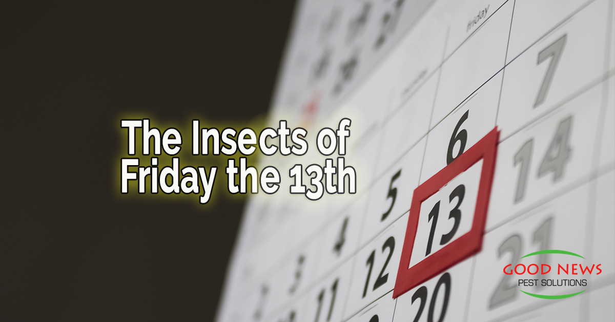 The Insects of Friday the 13th - Pest Control in Venice, FL | Good News ...