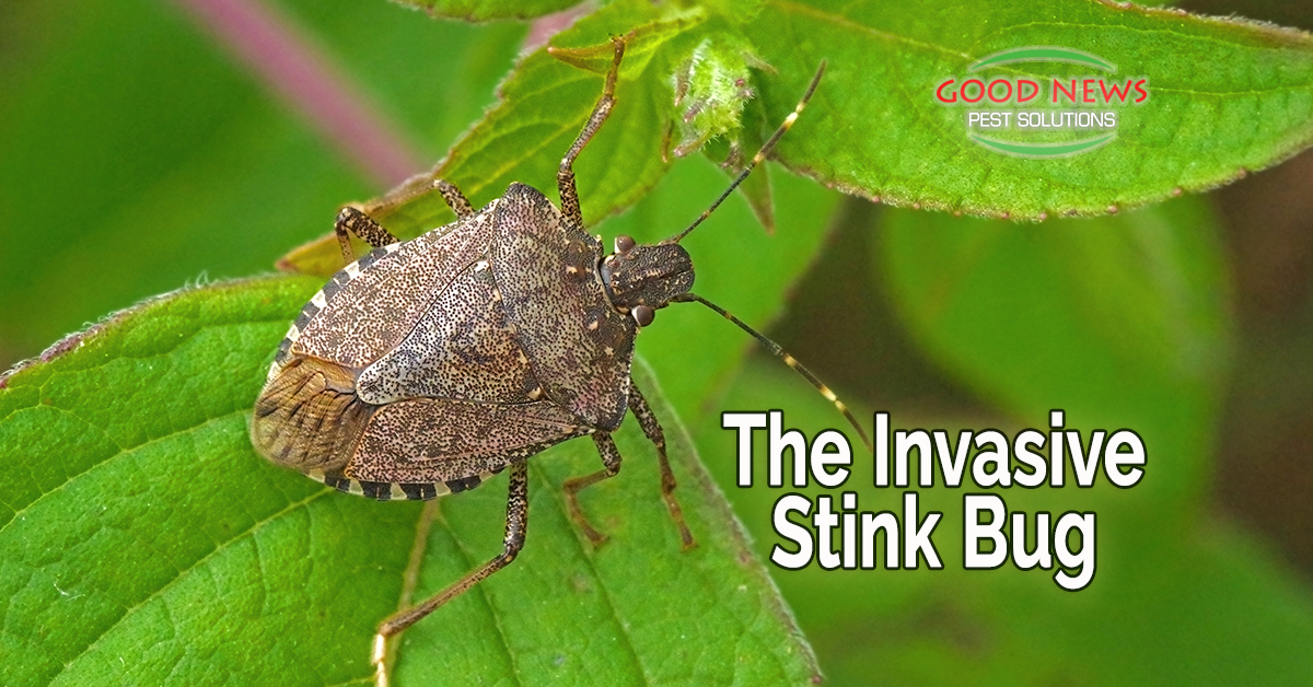 The Invasive Stink Bug Pest Control In Venice Fl Good News Pest Solutions