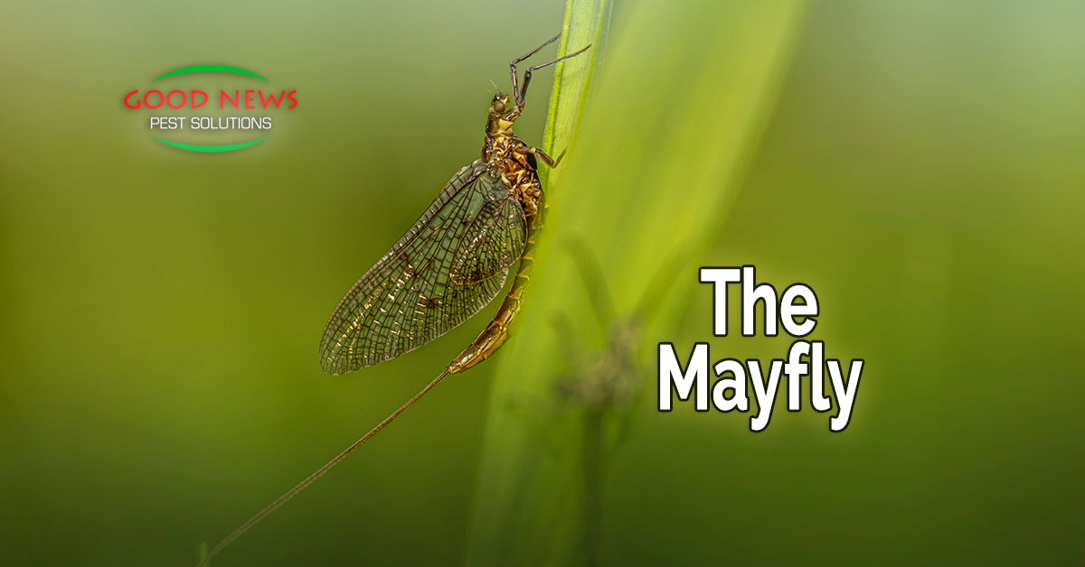 The Mayfly - Pest Control in Venice, FL | Good News Pest Solutions