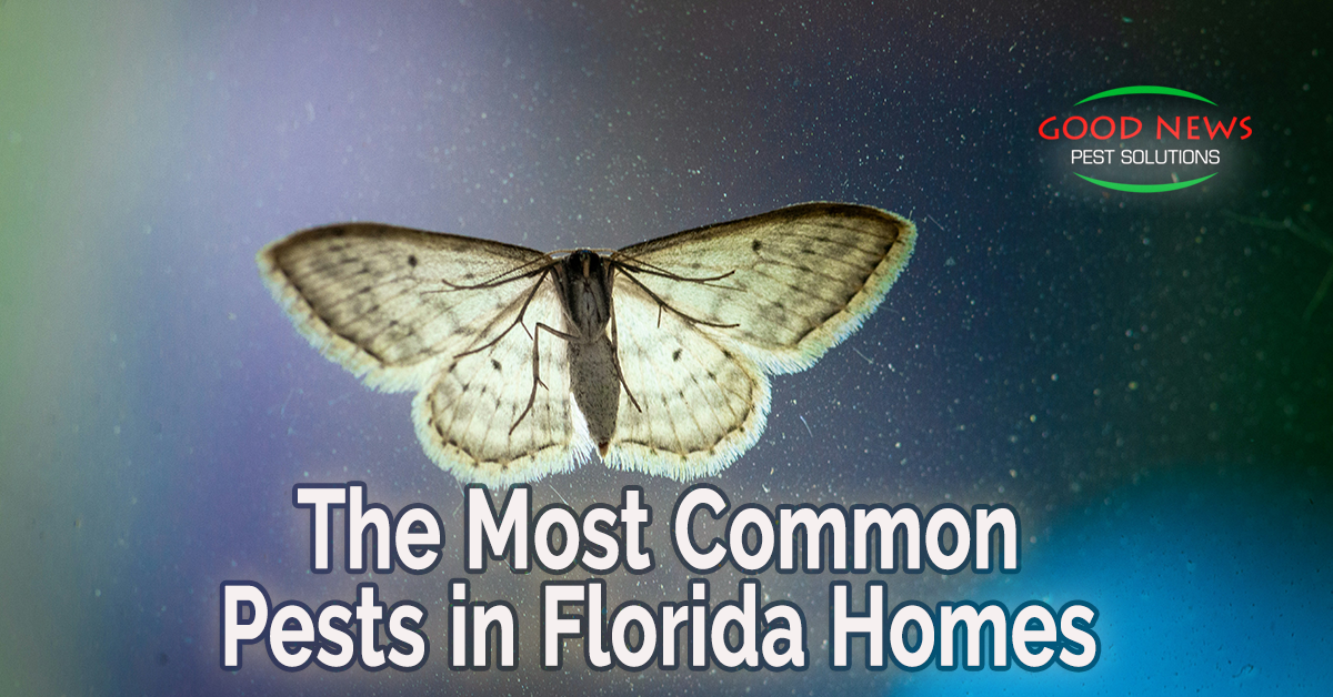 The Most Common Pests in Florida Homes - Part 3 - Pest Control in ...