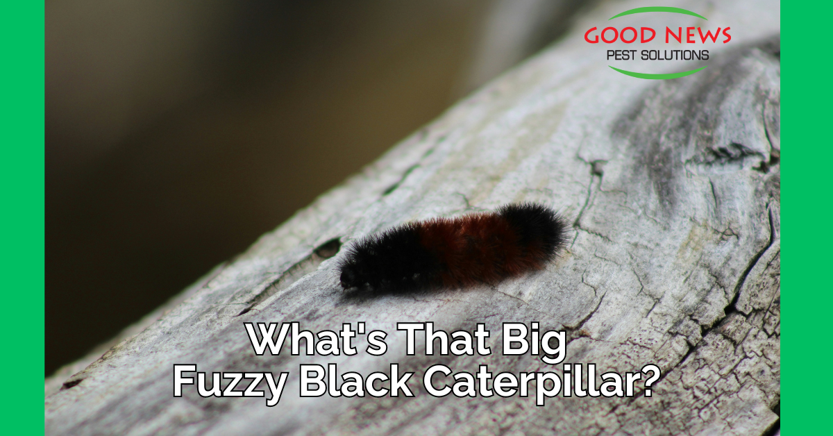 What's That Big Fuzzy Black Caterpillar?? - Pest Control in Venice, FL ...
